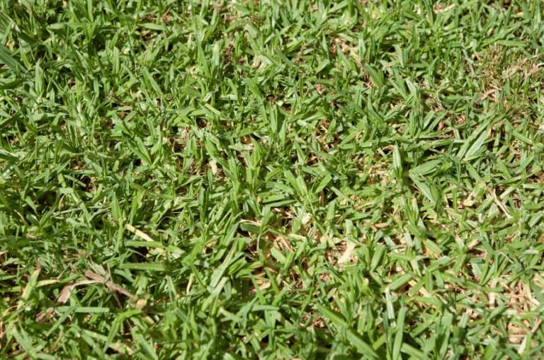 Kikuyu vs Couch: Differences & Quality - Yard Work Kikuyu vs Couch: Differences & Quality - Yard Work